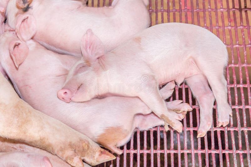 Newborn Piglets Sleep with Mom Stock Image - Image of life, mammary ...