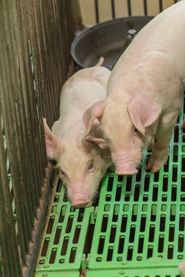 Finishing Pig Stock Photos - Free & Royalty-Free Stock Photos from ...