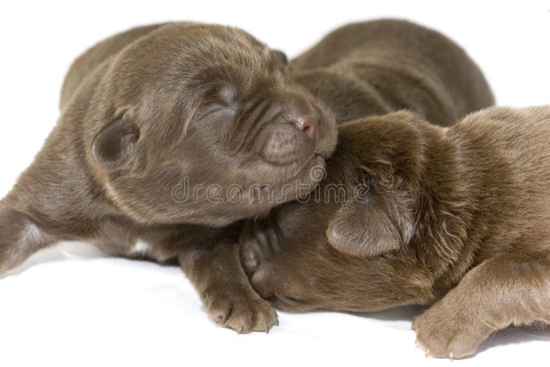 Newborn Chocolate Lab Puppies