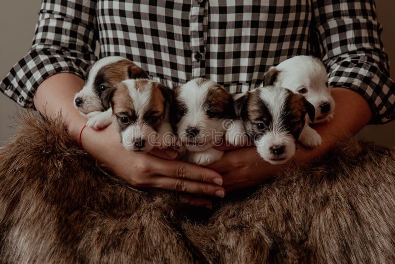 Newborn Puppies with Brown Muzzles on Human Hands Stock Photo - Image ...