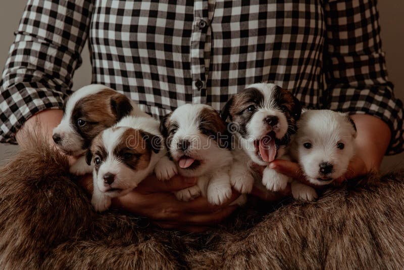 Newborn Puppies with Brown Muzzles on Human Hands Stock Image - Image ...