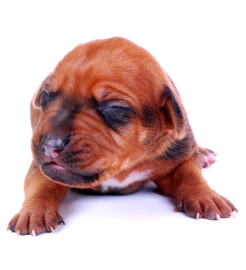 Newborn Rhodesian Ridgeback Whelp, 4 Days of Age Stock Image - Image of ...