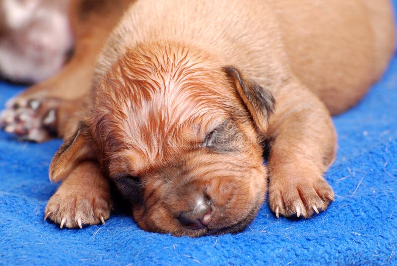 Newborn Rhodesian Ridgeback Whelp, 4 Days of Age Stock Image - Image of ...