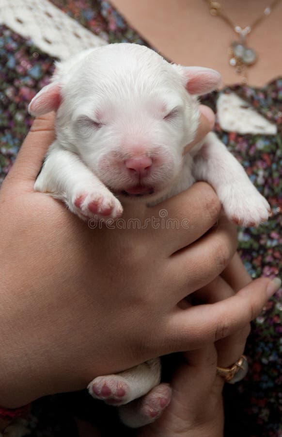 Newborn puppy dog stock image. Image of lovable, animal - 21647081