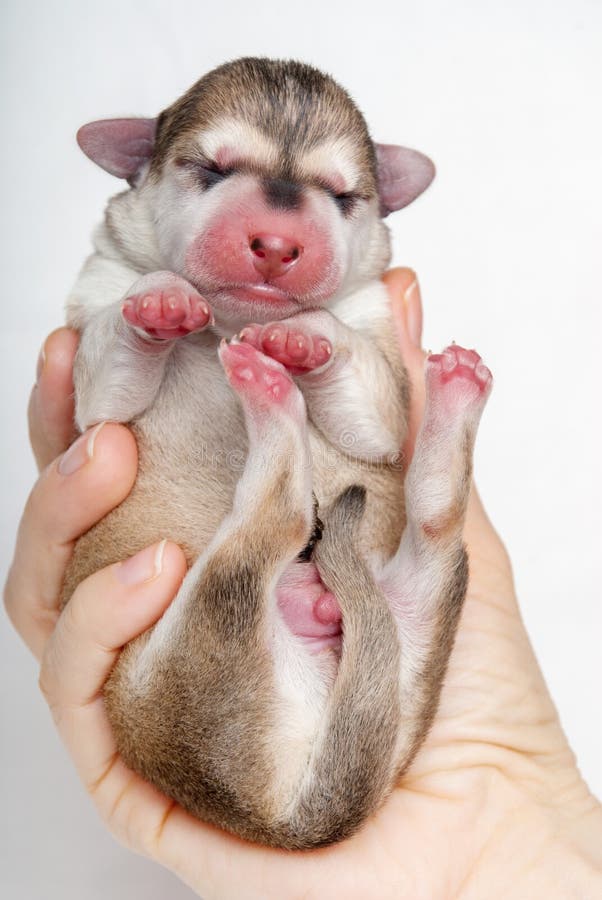 Newborn puppy dog stock photo. Image of hand, puppy - 112558642