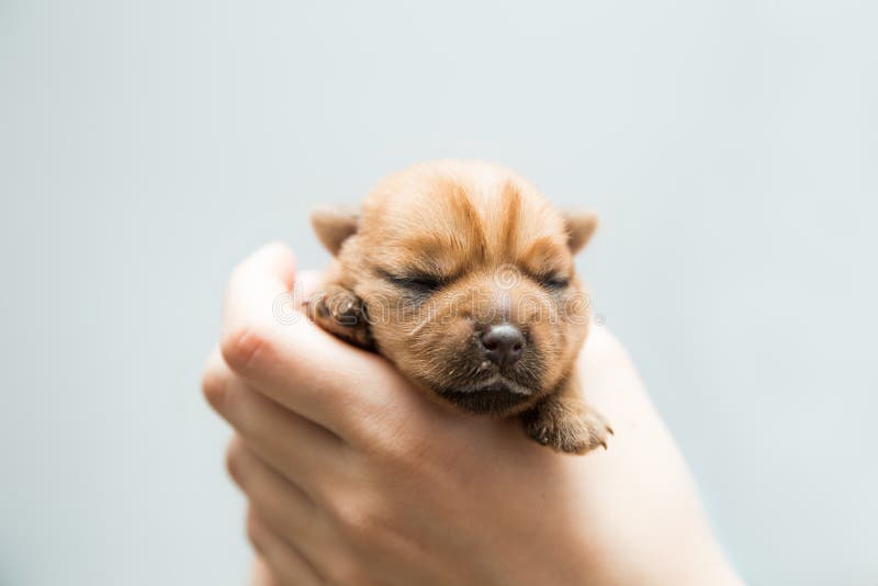 Newborn puppy stock image. Image of hand, baby, adorable - 52108257 Newborn puppy stock image. Image of hand, baby, adorable - 52108257
