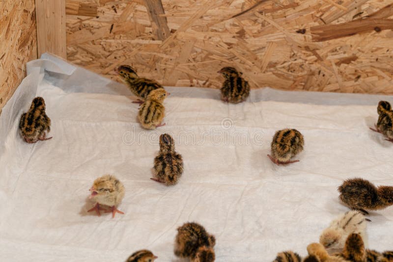 Quail chicks in a brooder stock photo. Image of flower - 192902698