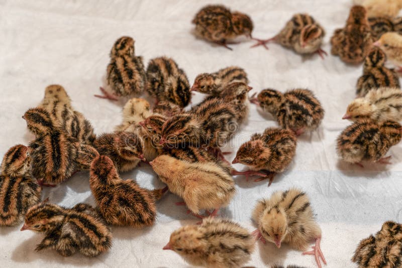 Quail chicks in a brooder stock photo. Image of flower - 192902698