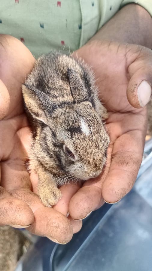 The Newborn Rabbit is Held in the Hand Stock Image - Image of chipmunk ...