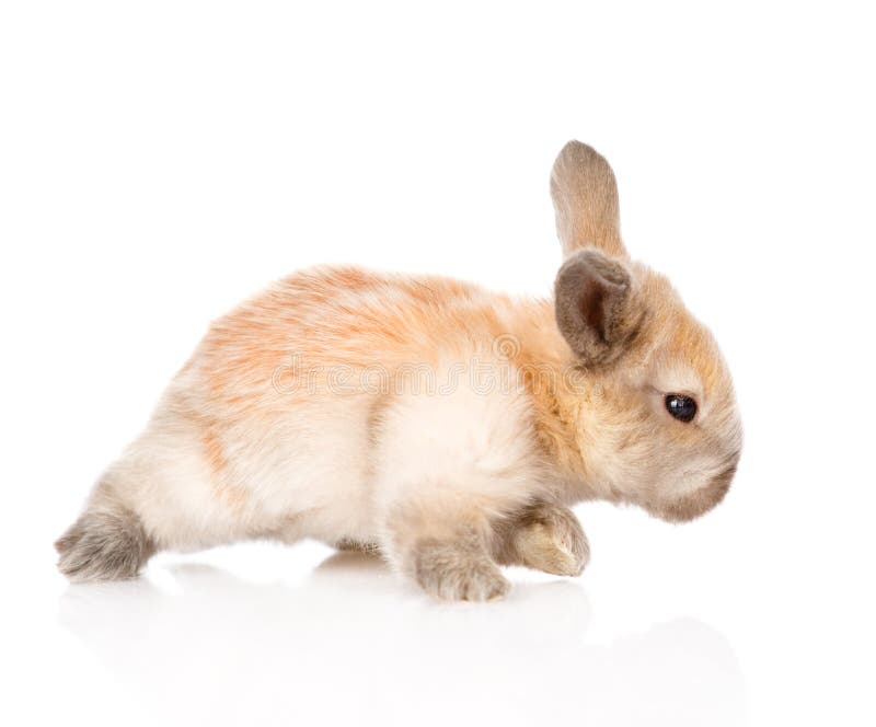 Rabbit Walking on the Ground Stock Photo - Image of rabbits, walking ...