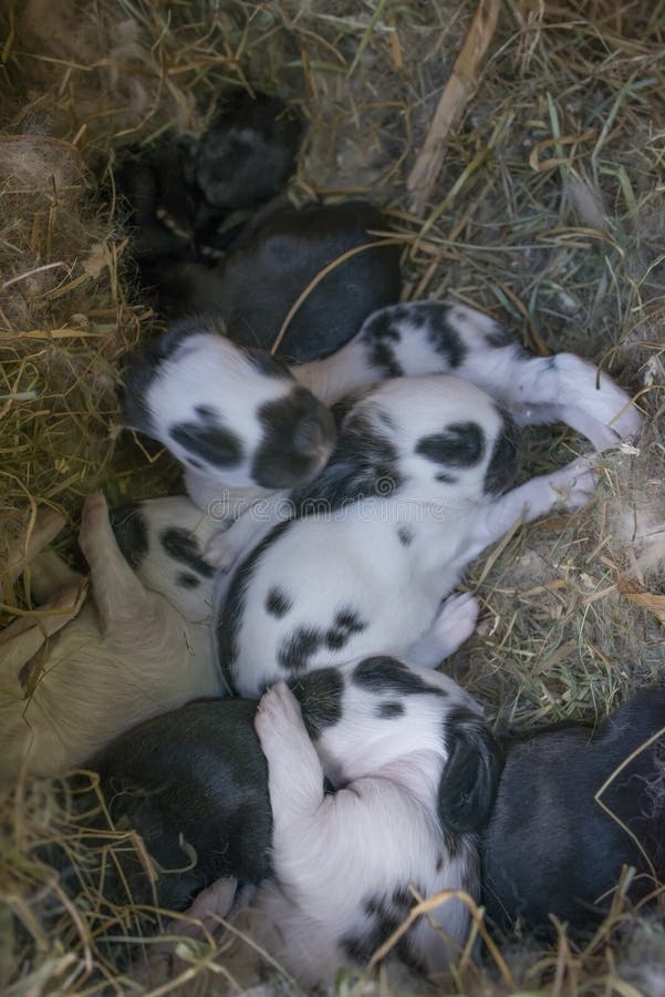 Newborn rabbits stock photo. Image of rodent, baby, soft - 93282650