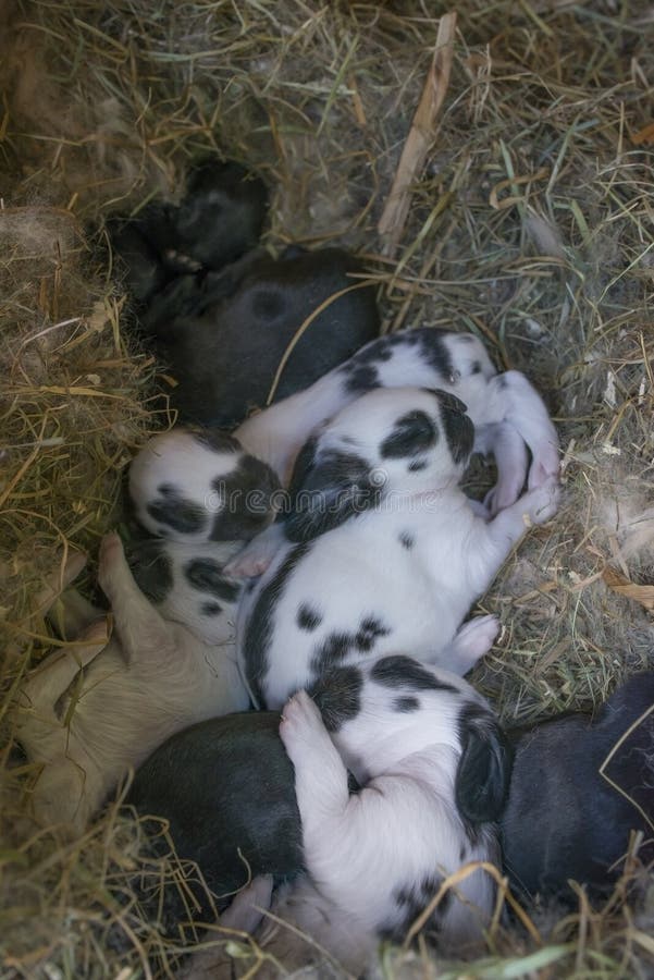 Newborn rabbits stock photo. Image of animal, baby, soft - 93282674