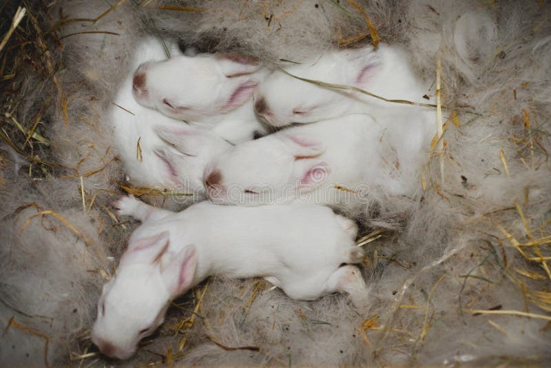 Newborn Rabbits are in the Nest Stock Photo - Image of pets, straw ...