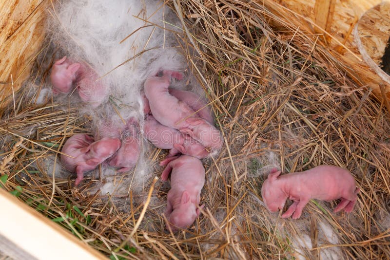 Newborn Rabbits in the Nest. Two-day-old Newborn Rabbits Stock Image ...