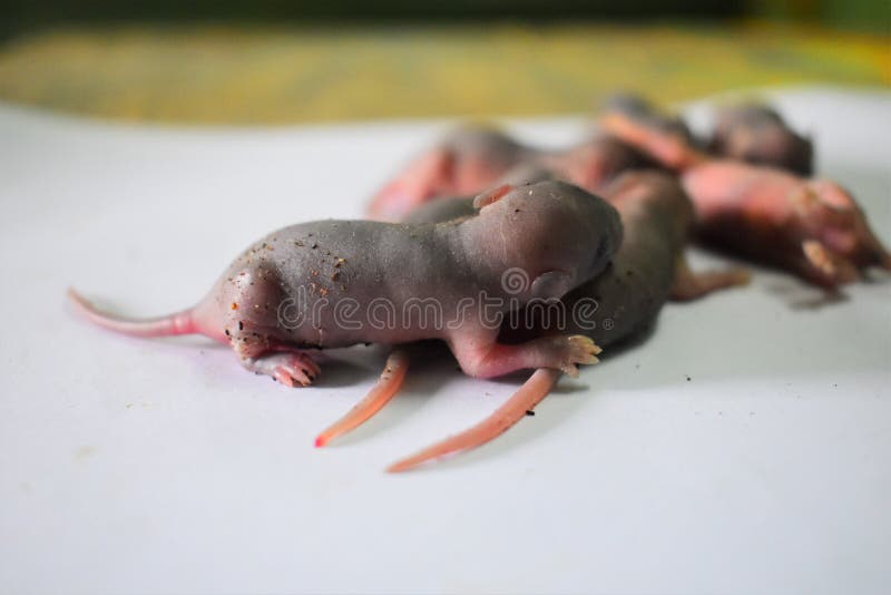 Newborn Rat Cubs Lying on a White Background Stock Photo - Image of ...