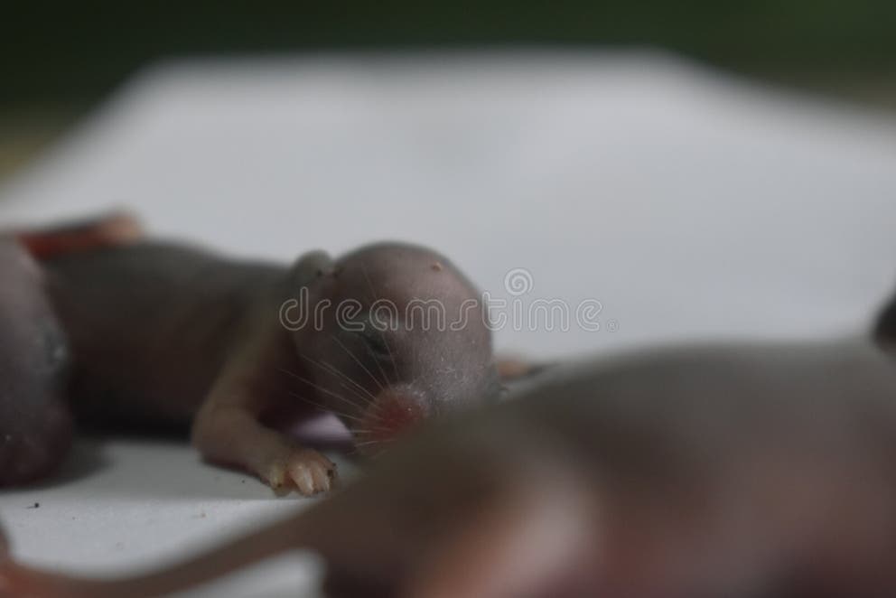 Newborn Rat Cubs Lying on a White Background Stock Image - Image of ...
