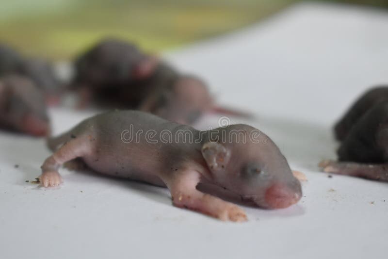 Newborn Rat Cubs Lying on a White Background Stock Image - Image of ...