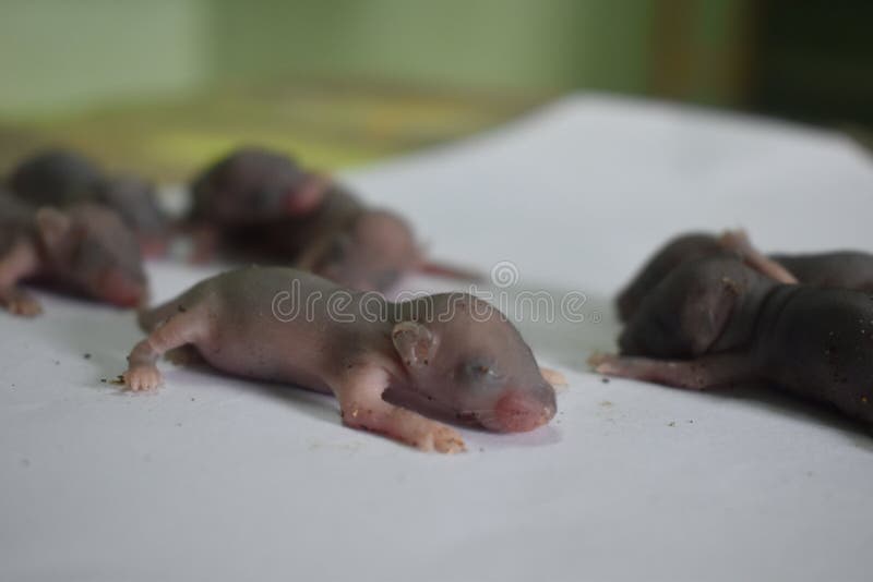 Newborn Rat Cubs Lying on a White Background Stock Photo - Image of ...