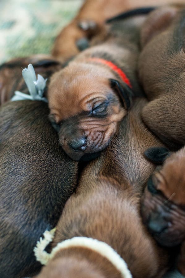 Newborn Rhodesian Ridgeback Puppies Stock Photo - Image of brown ...