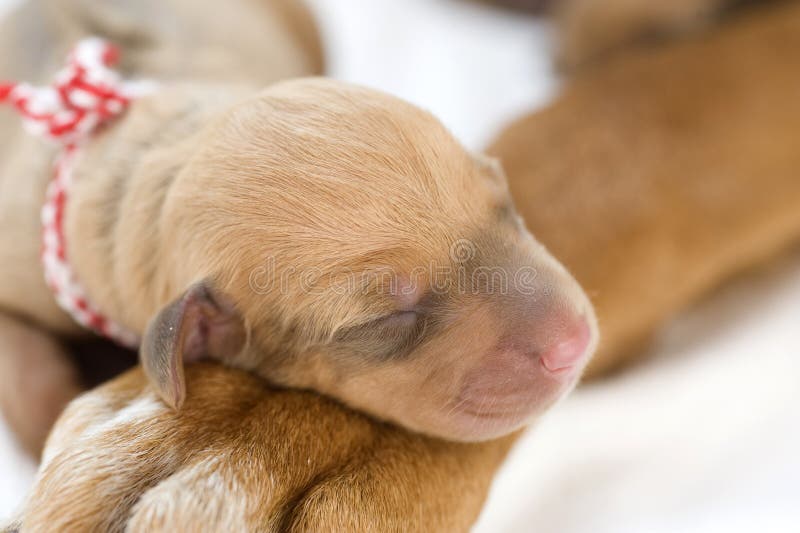 Newborn Rhodesian Ridgeback Whelp, 4 Days of Age Stock Image - Image of ...