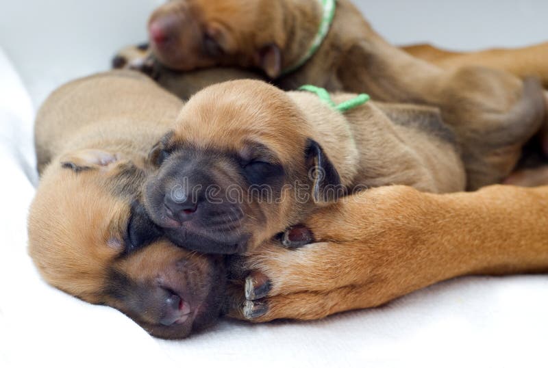 Newborn Rhodesian Ridgeback Whelp, 4 Days of Age Stock Image - Image of ...