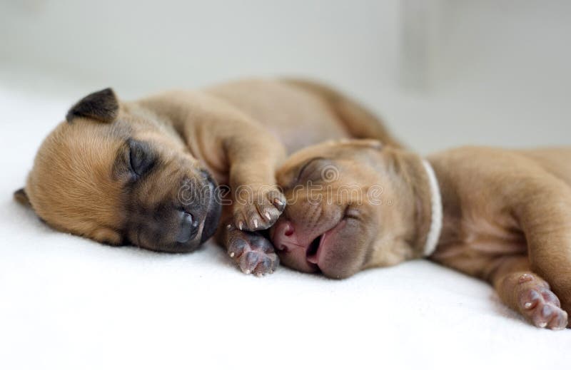 Newborn Rhodesian Ridgeback Whelps,1 Week of Age Stock Image - Image of ...