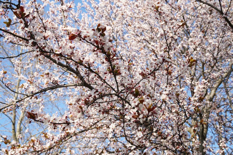 Newborn Sakura Flower and a Sakura Tree and Sakura Branches, Buds Stock ...