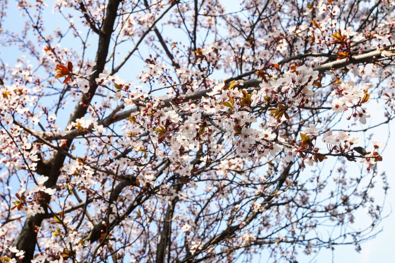 Newborn Sakura Flower and a Sakura Tree and Sakura Branches, Buds Stock ...