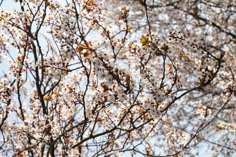 Newborn Sakura Flower and a Sakura Tree and Sakura Branches, Buds Stock ...