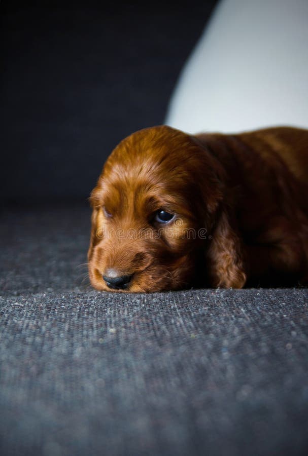 Newborn Small Puppy of Irish Setter Stock Image - Image of irish, head ...