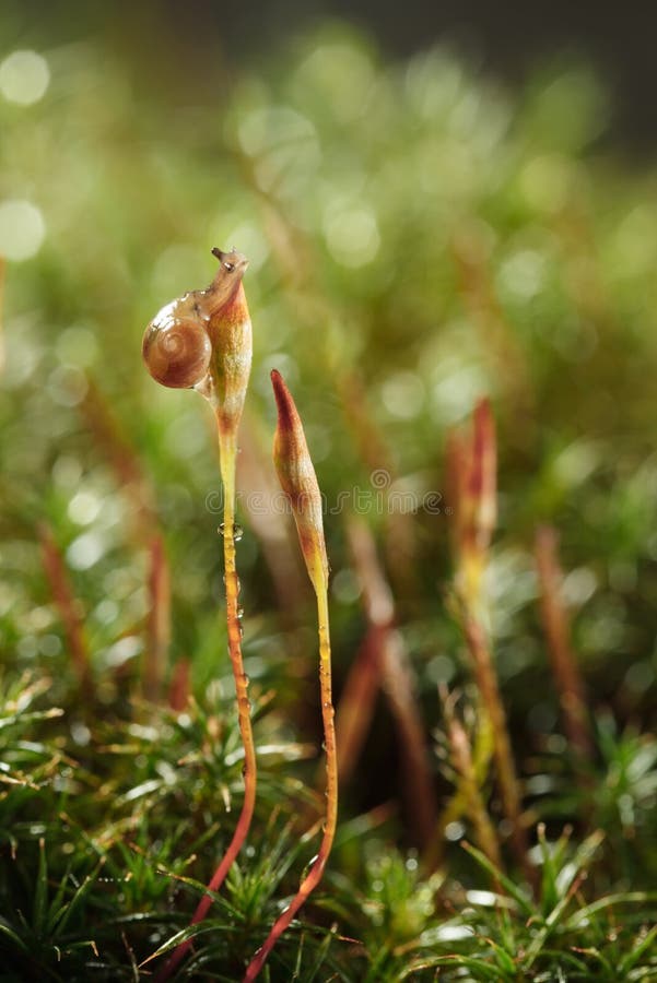 Newborn snail stock image. Image of outdoor, meadow, mollusc - 89304479