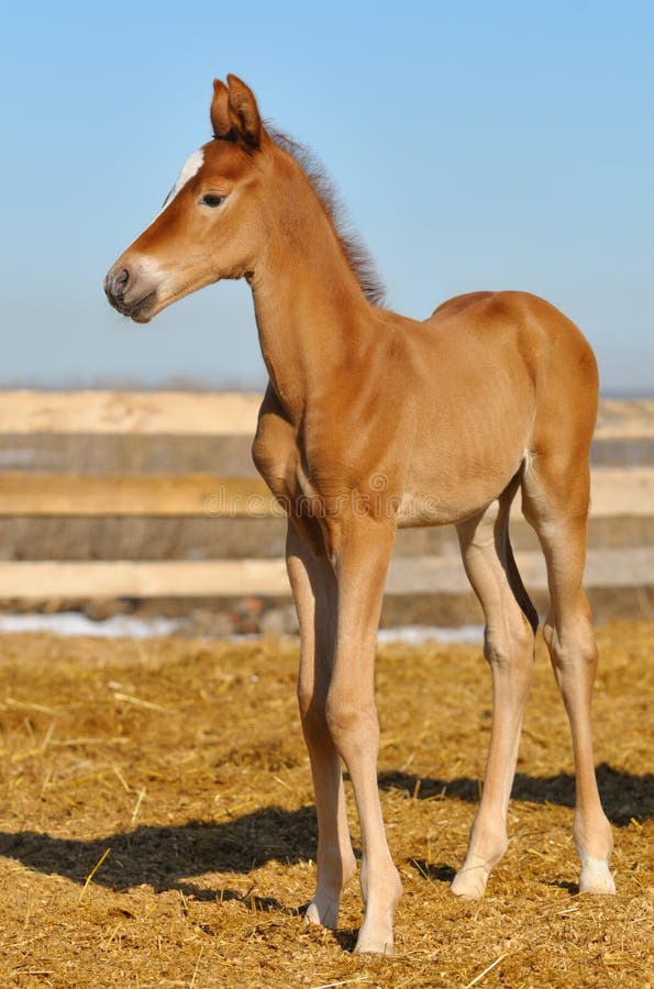 Newborn Sorrel Foal - only 5 Days Stock Photo - Image of livestock ...