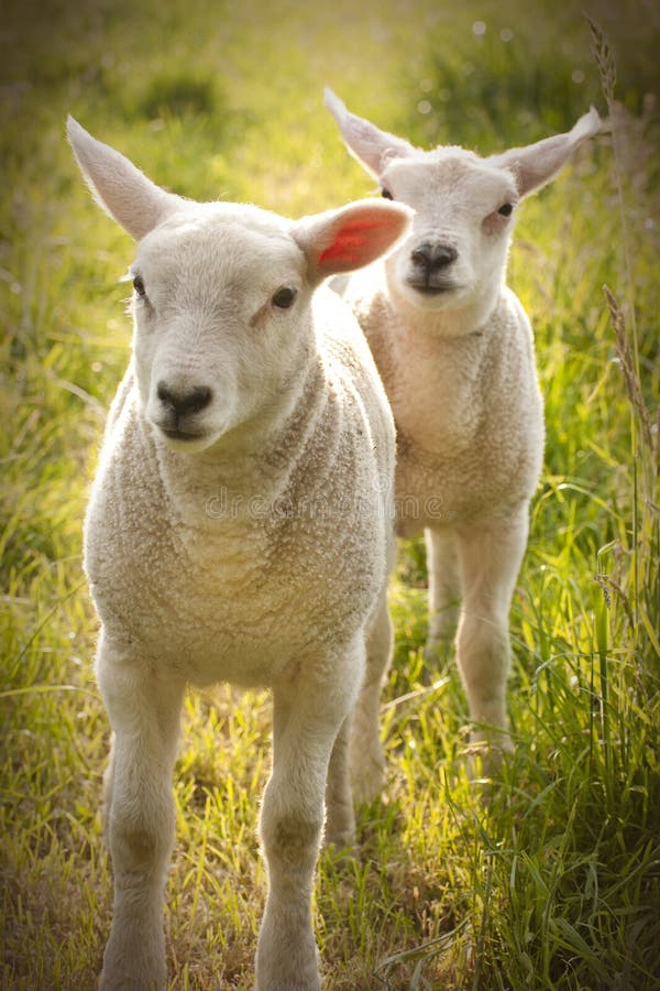 Newborn Spring Lamb sheep stock image. Image of animal - 24999279