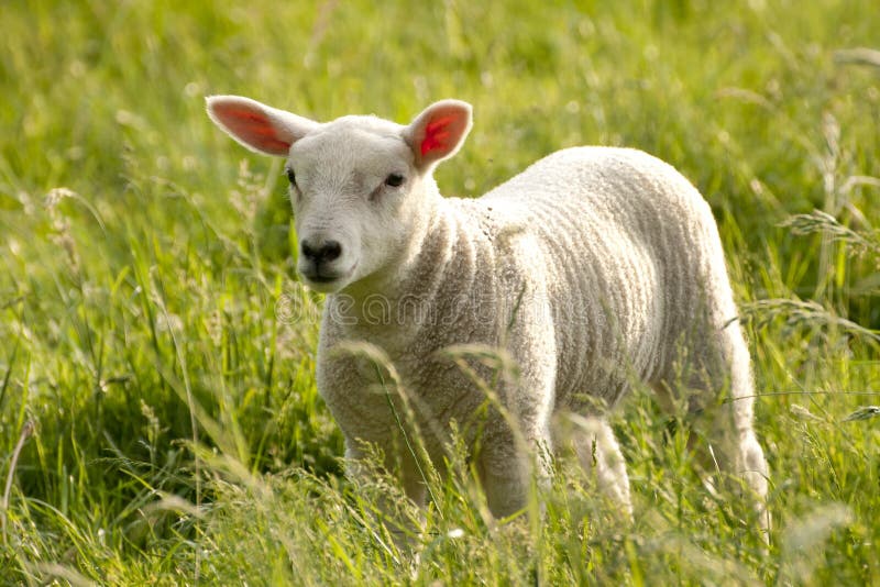 Newborn Spring Lamb sheep stock image. Image of environment - 24999481