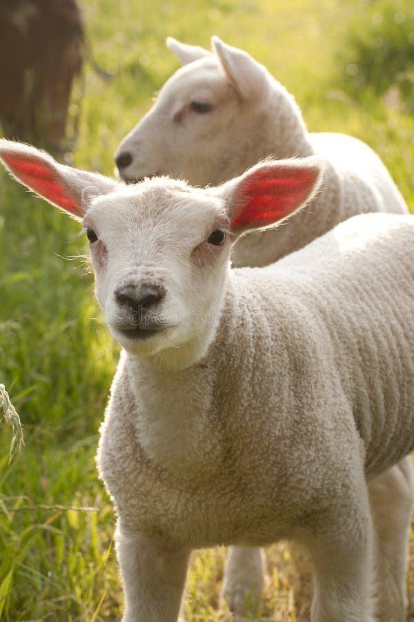 Spring lambs stock photo. Image of lambs, farmers, agriculture - 24118248