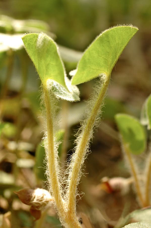 Newborn sprout of plant stock image. Image of ground - 22203255