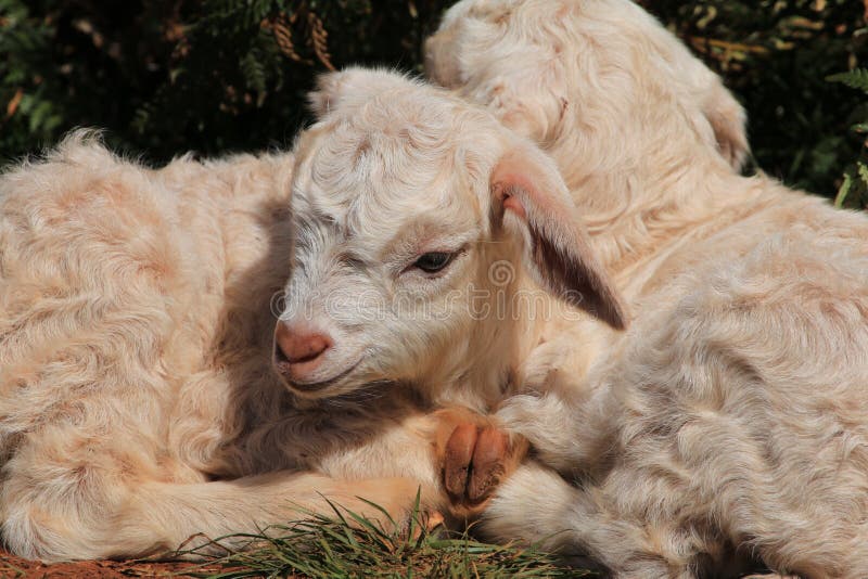 Newborn Twin Goats Stock Photos - Free & Royalty-Free Stock Photos from ...