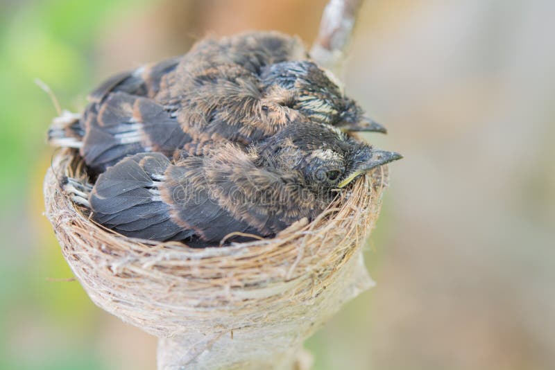 Newborn Baby Birds in Nest on a Tree Stock Photo - Image of birth ...