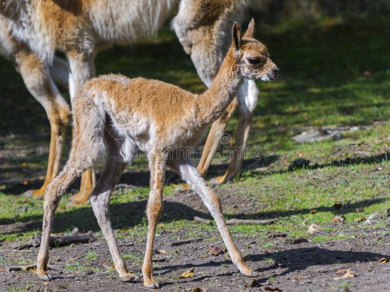 Newborn Vicugna Cria stock image. Image of endangered - 76918931