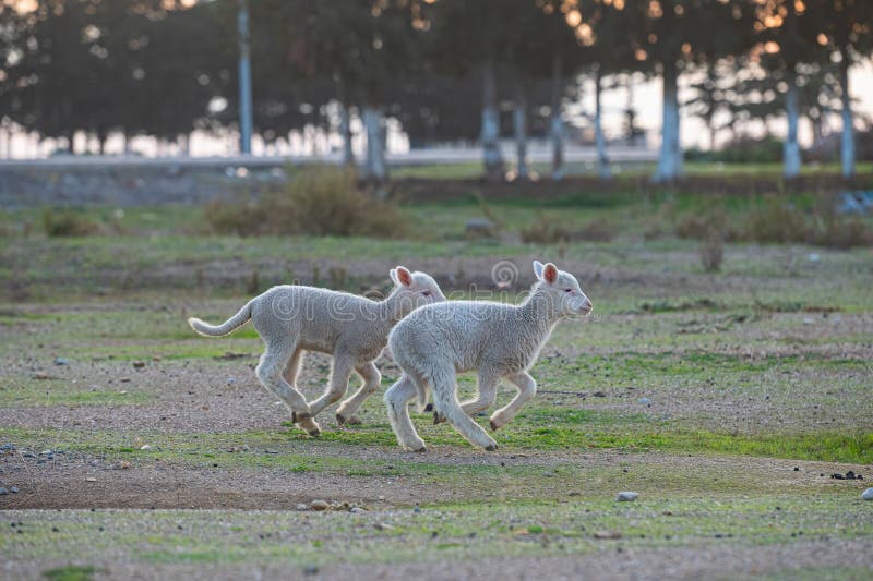 Newborn White Coloured Lambs Running in the Field Stock Image - Image ...