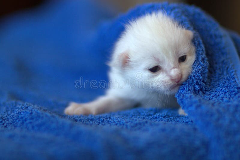 Newborn white kitten stock image. Image of white, pets - 54775809