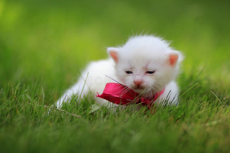Newborn White Kittens on a Green Grass Stock Photo - Image of staring ...
