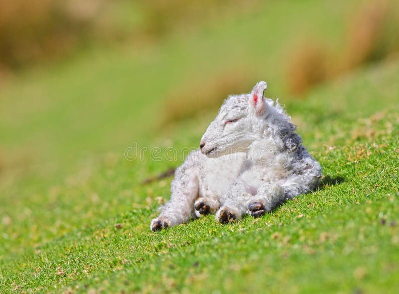 Newborn white lamb stock photo. Image of lying, copy - 39503944