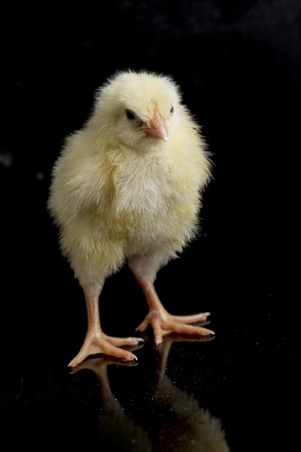 Newborn Yellow Chicks Isolated Black Stock Image - Image of cute ...
