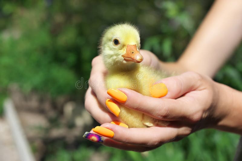 Yellow Newborn Duckling stock photo. Image of hatch, newborn - 12879590