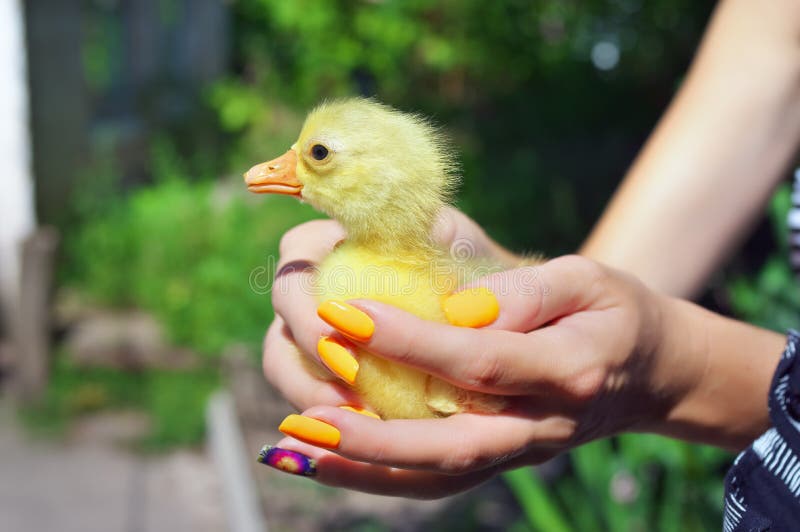 Newborn yellow duckling stock photo. Image of duck, outdoors - 74973768