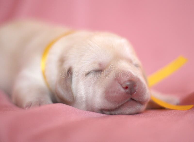 Newborn Yellow Labrador Puppy Stock Image - Image of child, play: 40049003