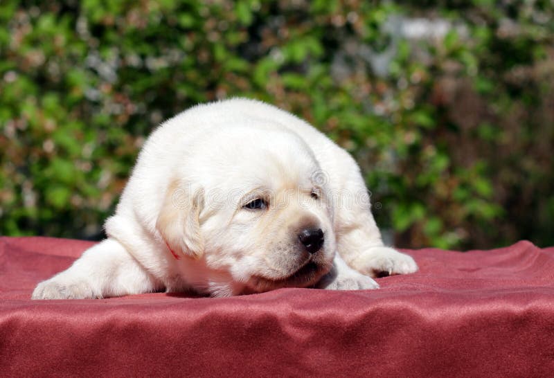 Newborn Yellow Labrador Puppy Stock Image - Image of child, labrador ...