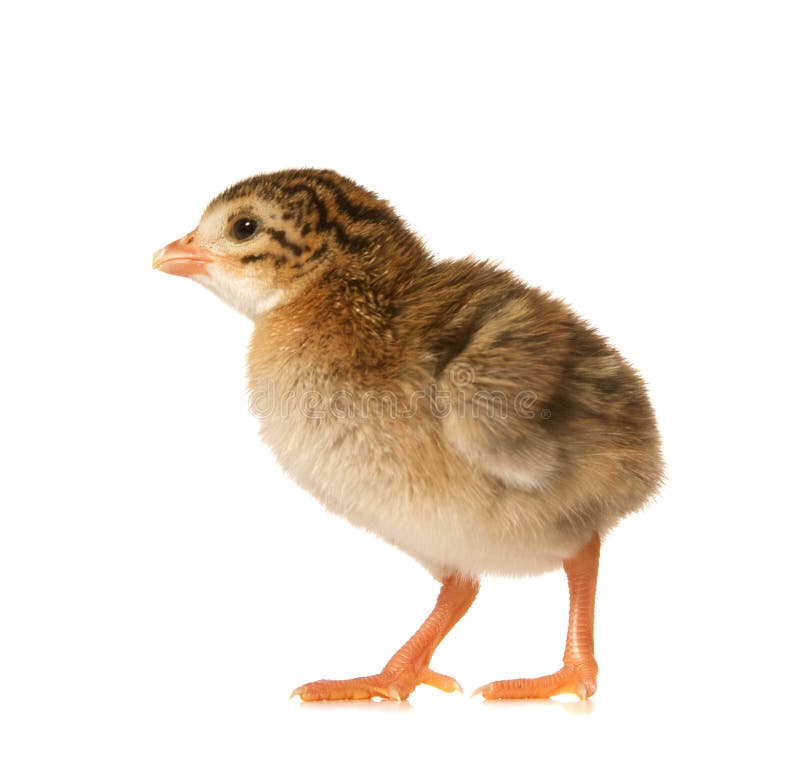 Newbown Guinea Fowl Keet stock image. Image of keet, africa - 20034723