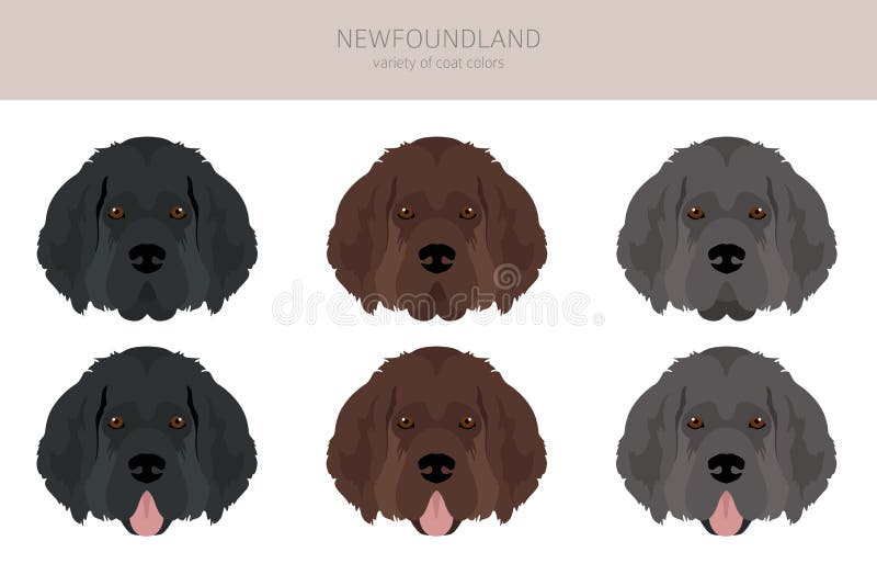 Newfoundland Clipart. Different Poses, Coat Colors Set Stock Vector ...